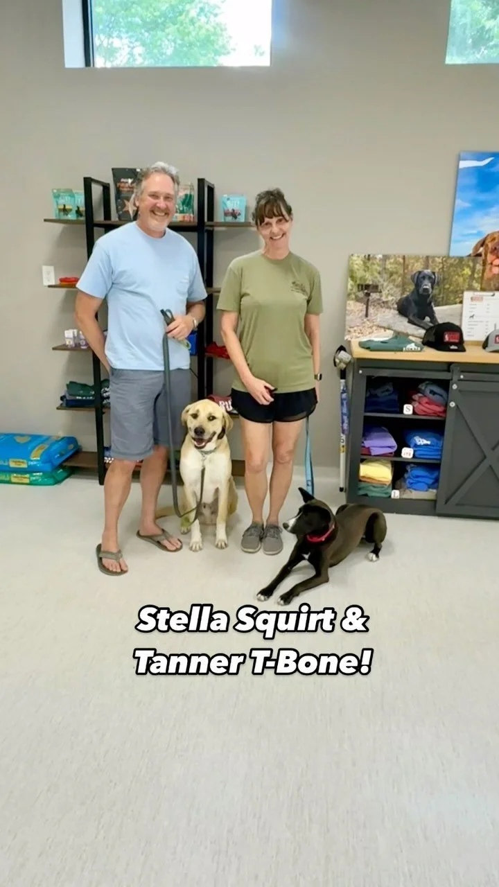 Puppies Available — Rucker Dog Training