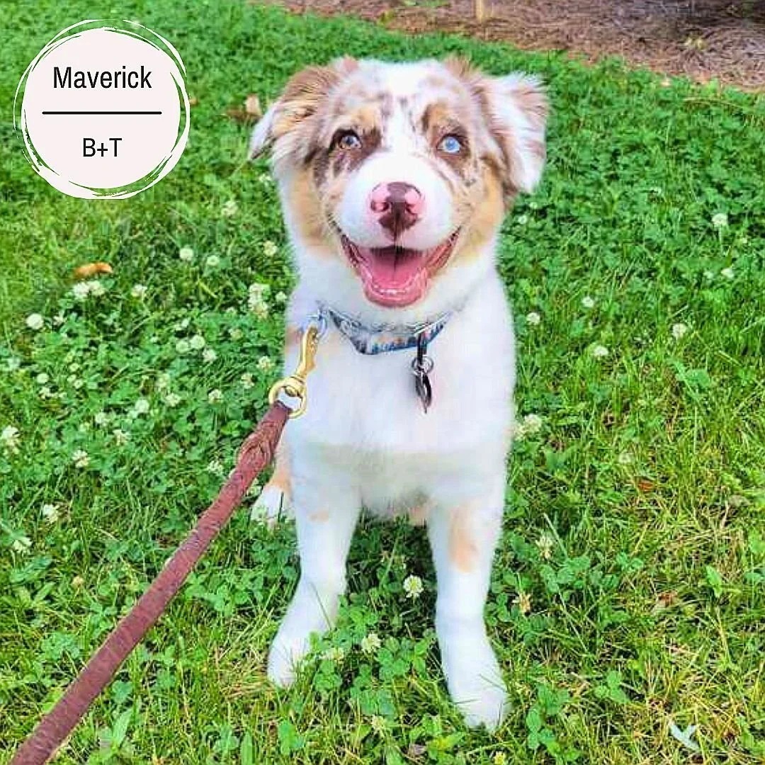 Rucker Retrievers — Rucker Dog Training