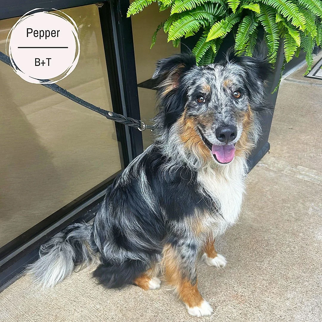 Board + Train — Rucker Dog Training