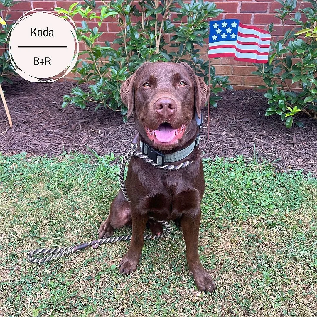 Book A Class — Rucker Dog Training