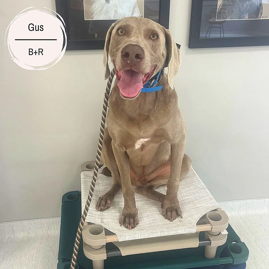 Book A Class — Rucker Dog Training