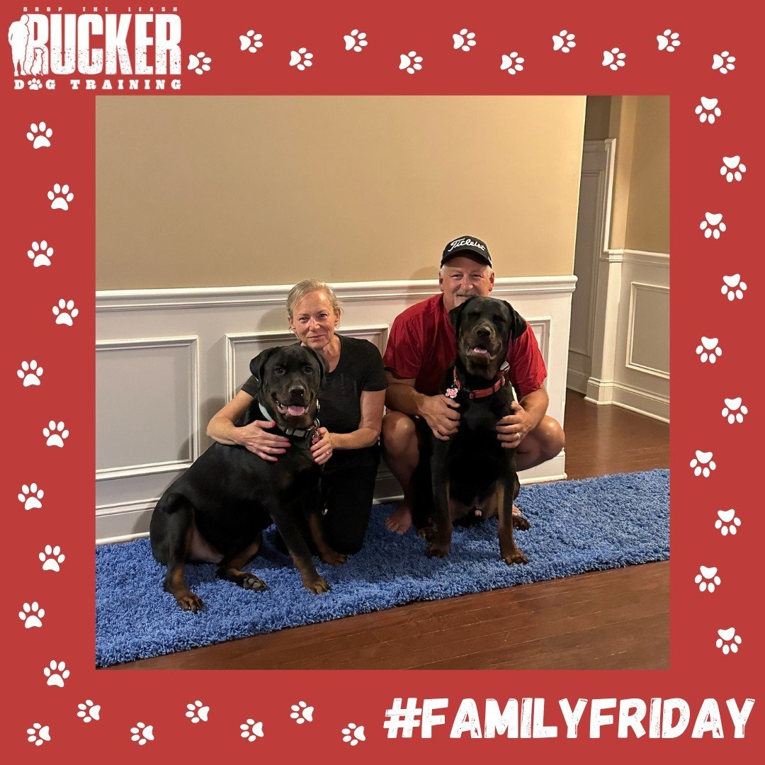 Day Training — Rucker Dog Training