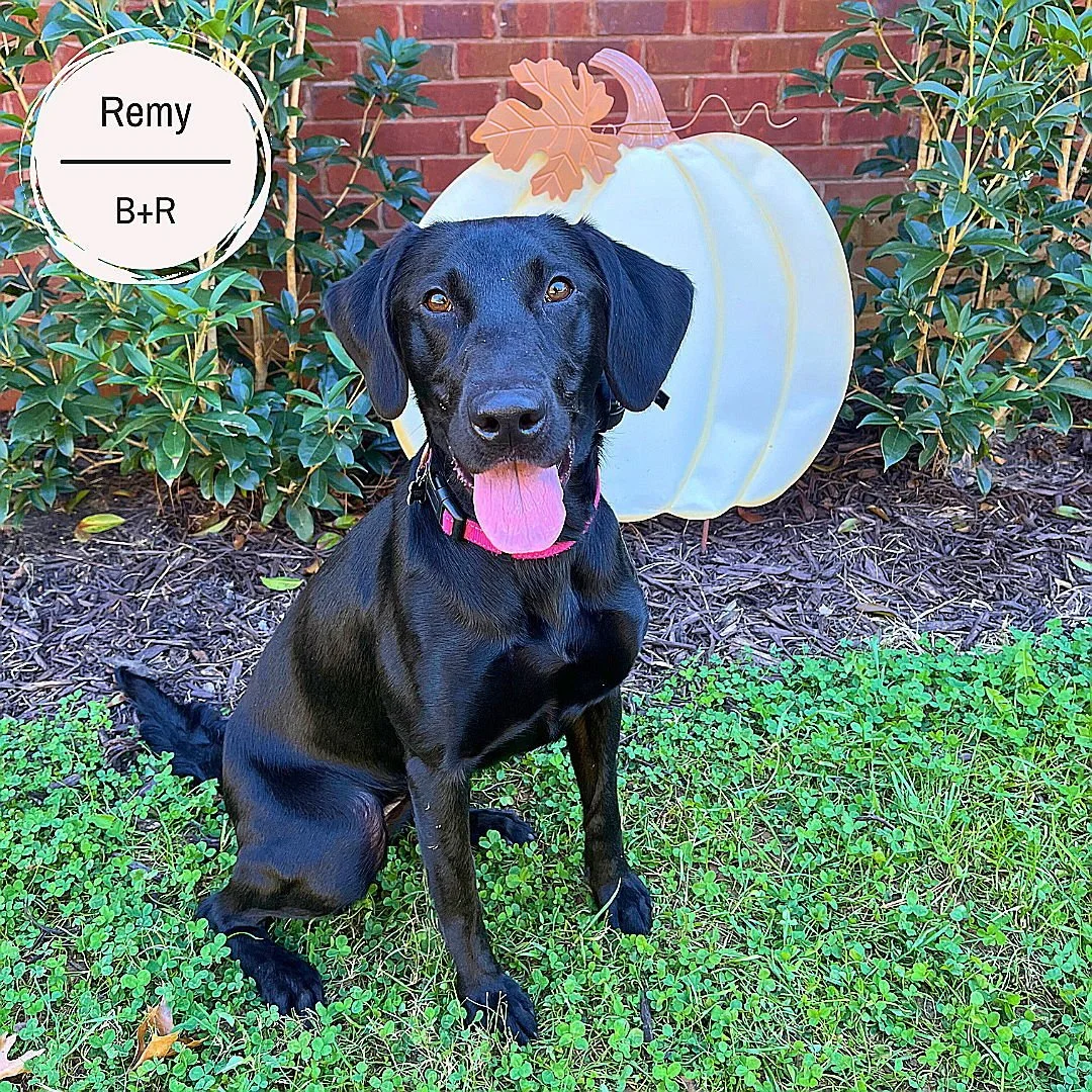 Schedule — Rucker Dog Training