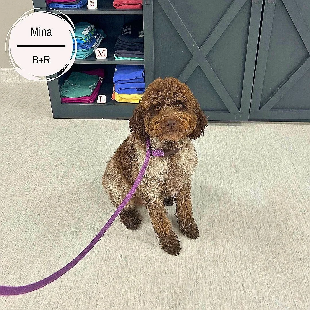 Book A Class — Rucker Dog Training