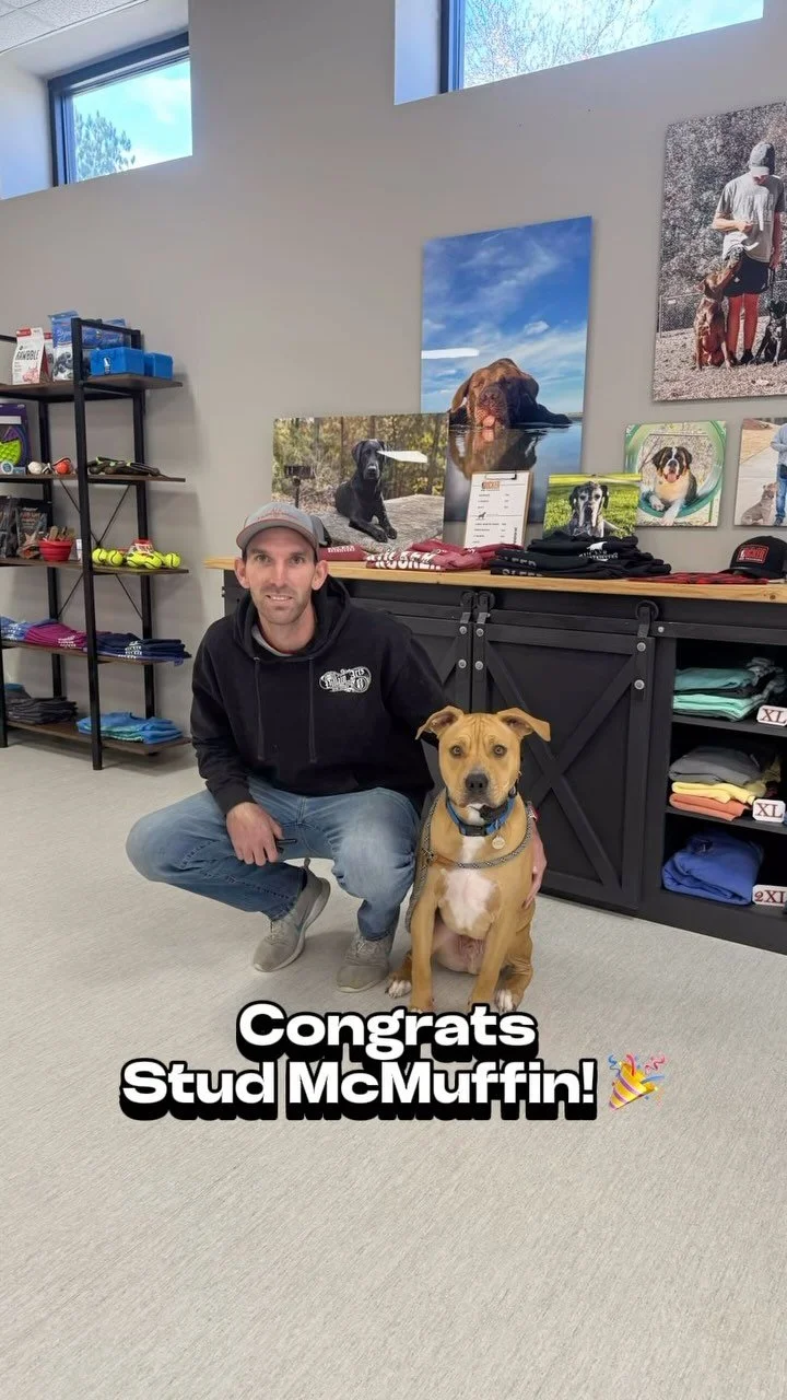 Rucker Retrievers — Rucker Dog Training