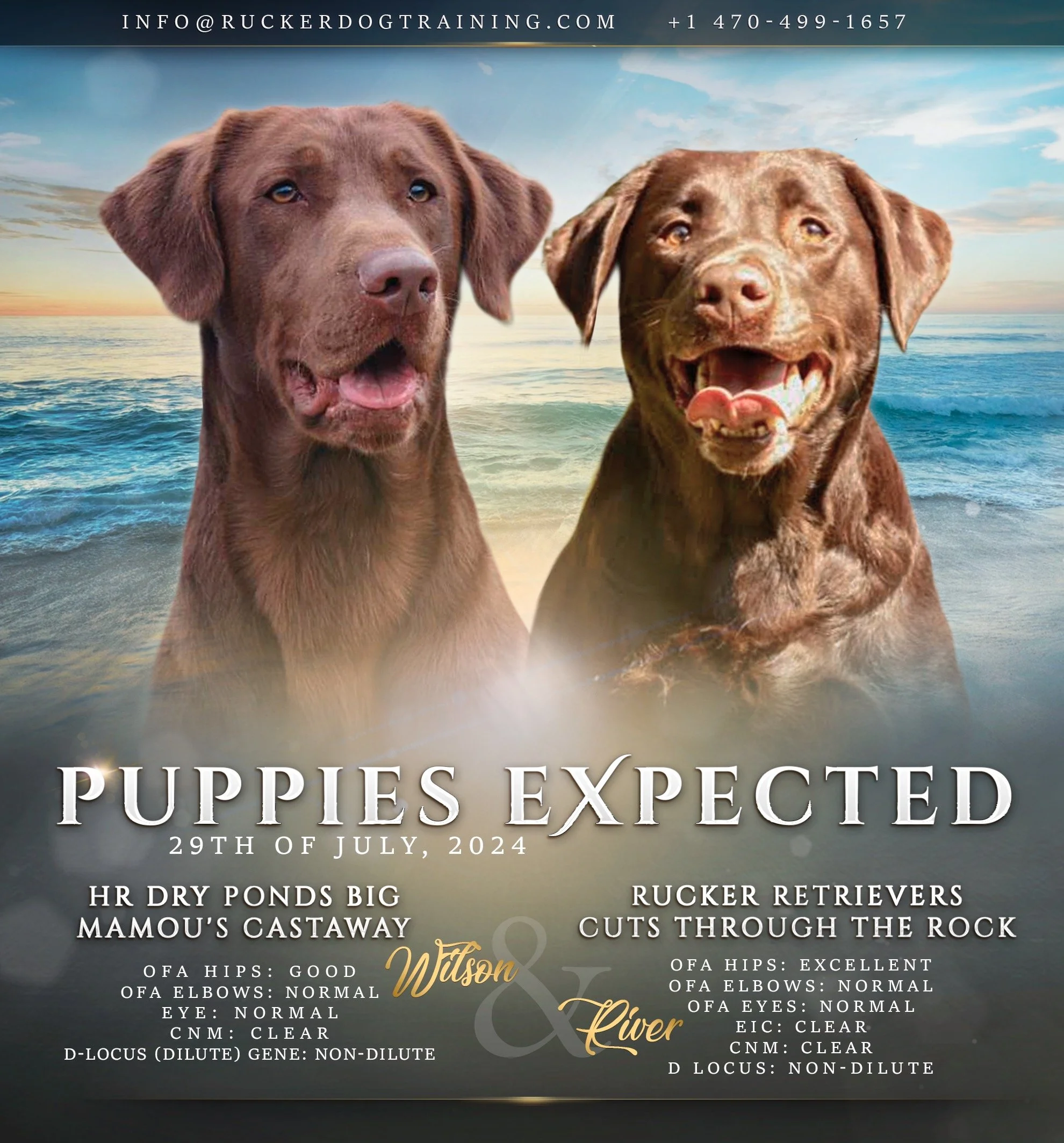 Rucker Retrievers — Rucker Dog Training