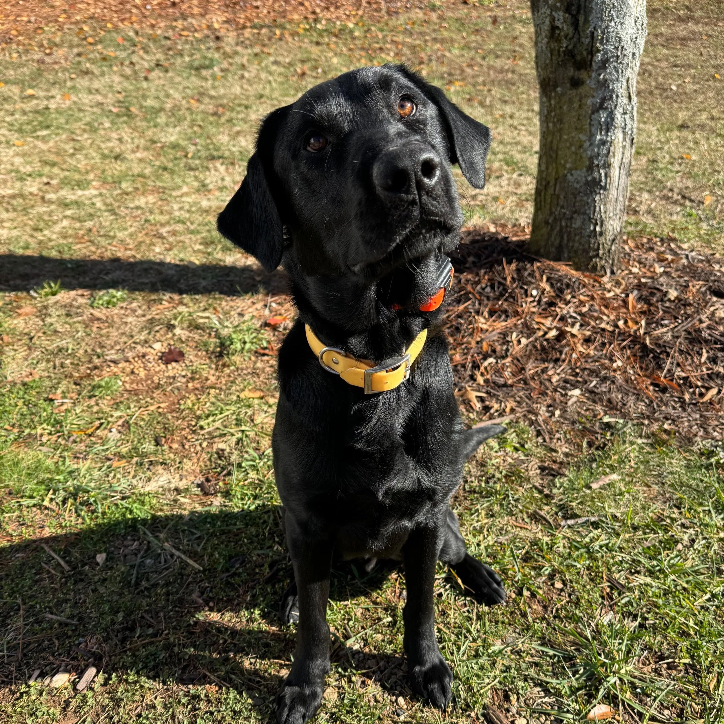 General Boarding — Rucker Dog Training