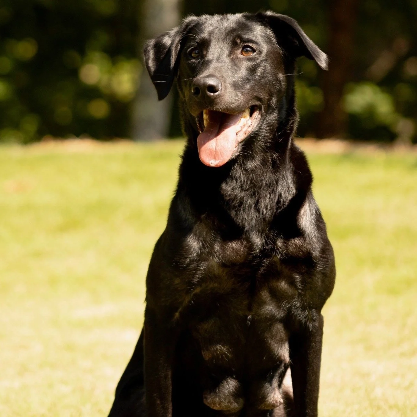 Dams — Rucker Dog Training