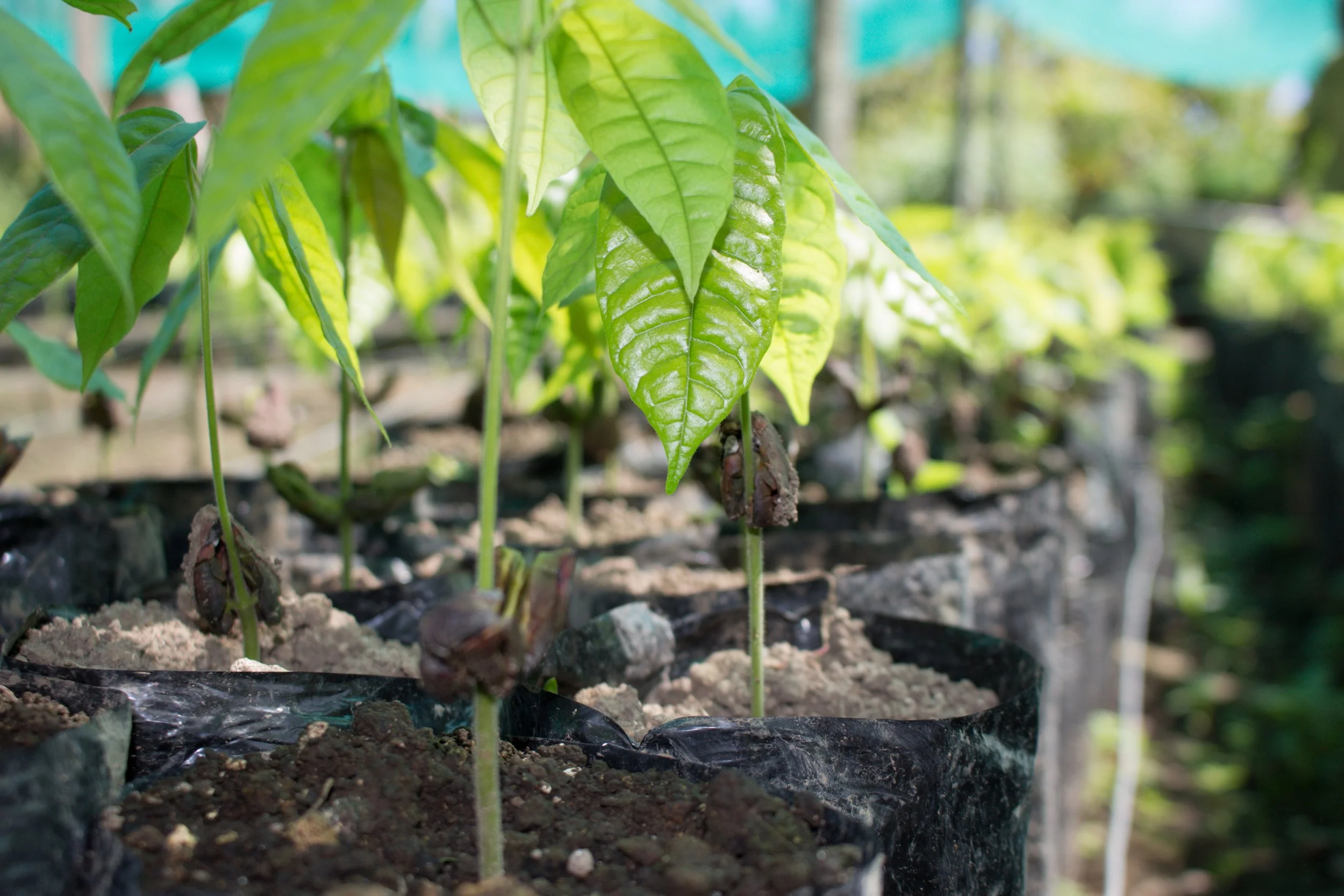 HOME - Cora Projects