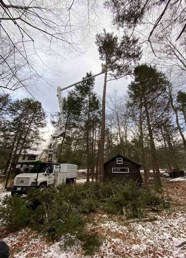 About — Arbor Art Tree Service