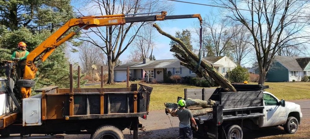 About — Arbor Art Tree Service