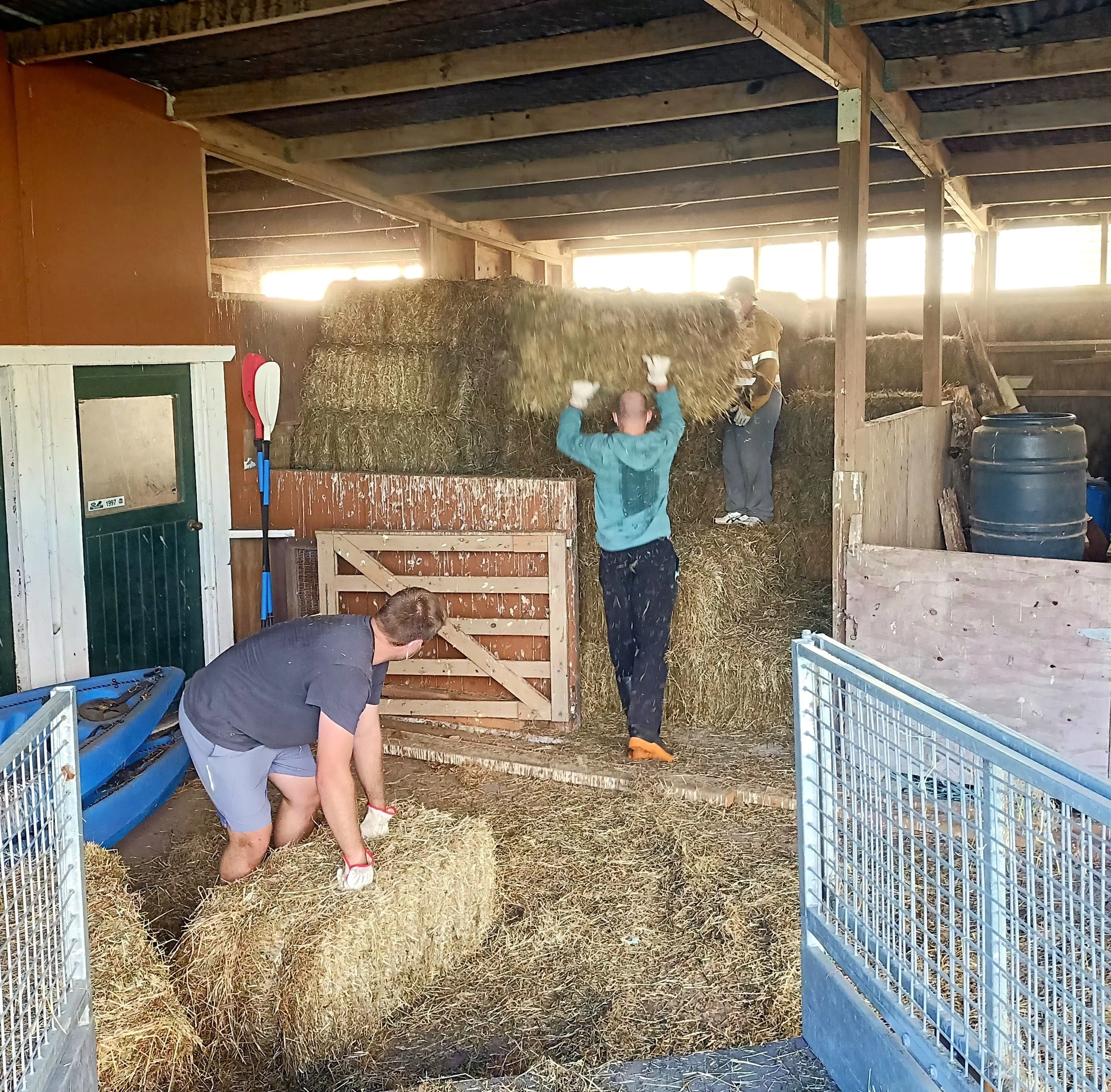A beautiful day to make hay — Wendy Jane Farrow