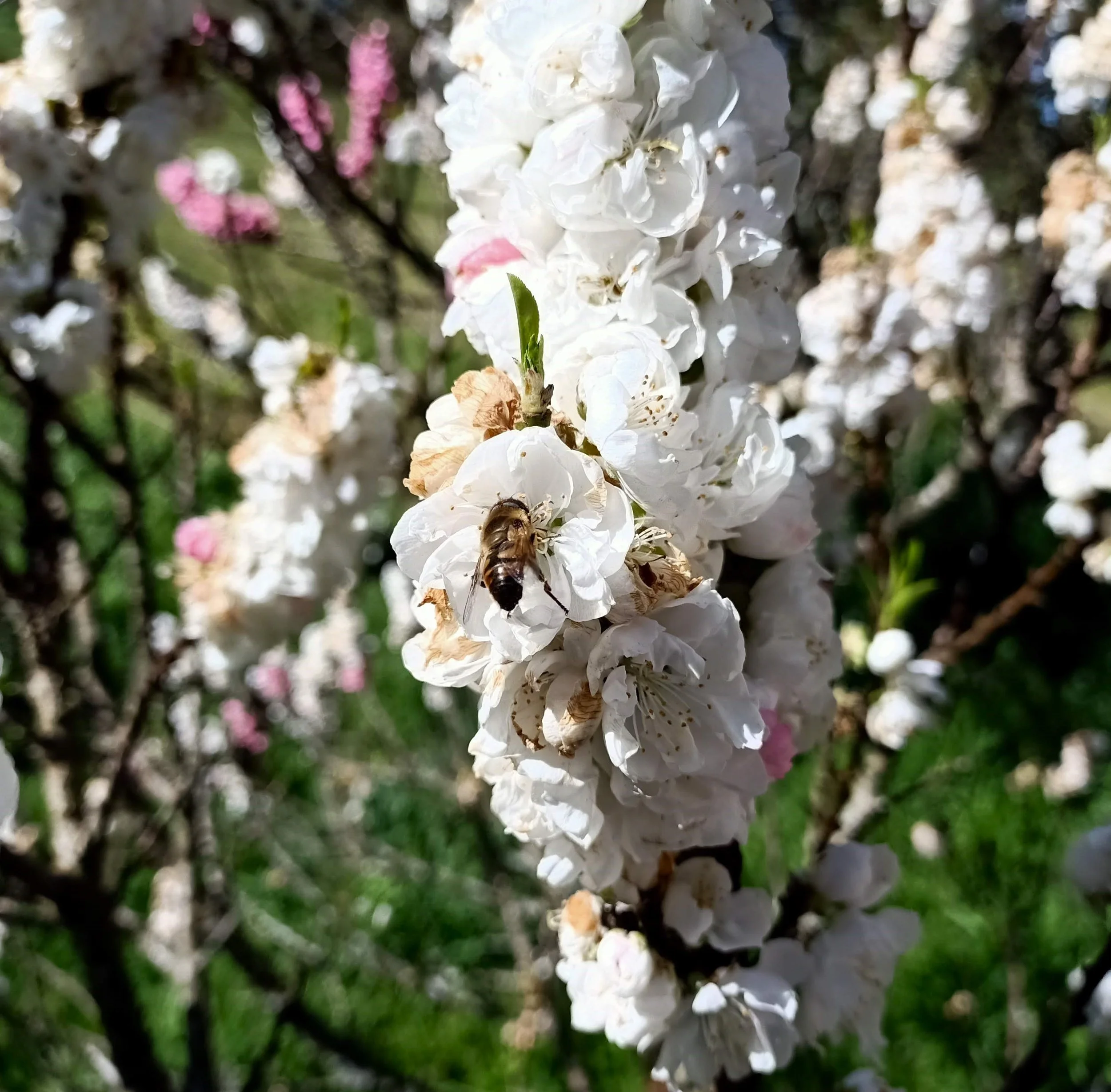 I have the weirdest tree — Wendy Jane Farrow