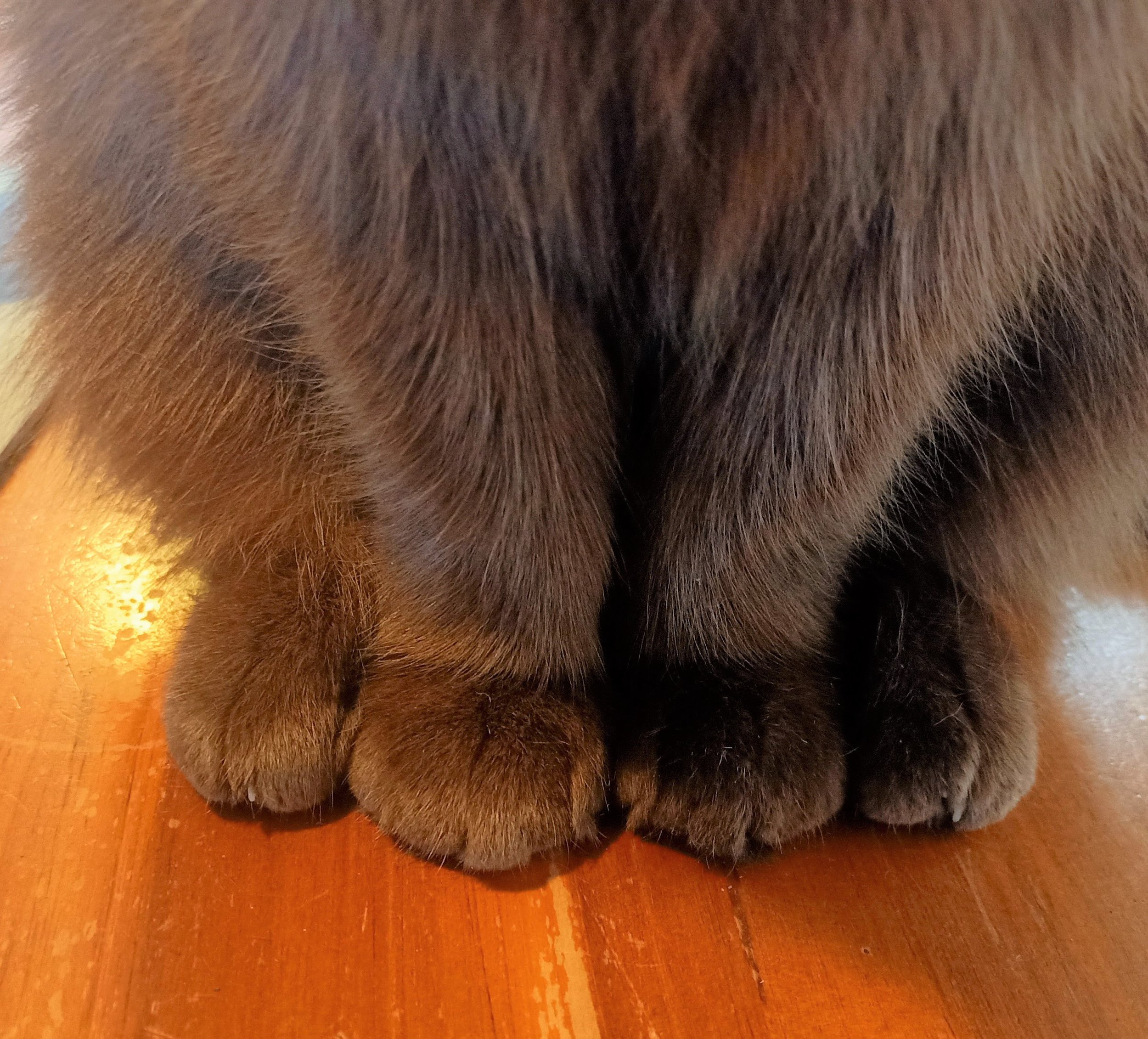 When you fall in love with your cat's toes — Wendy Jane Farrow