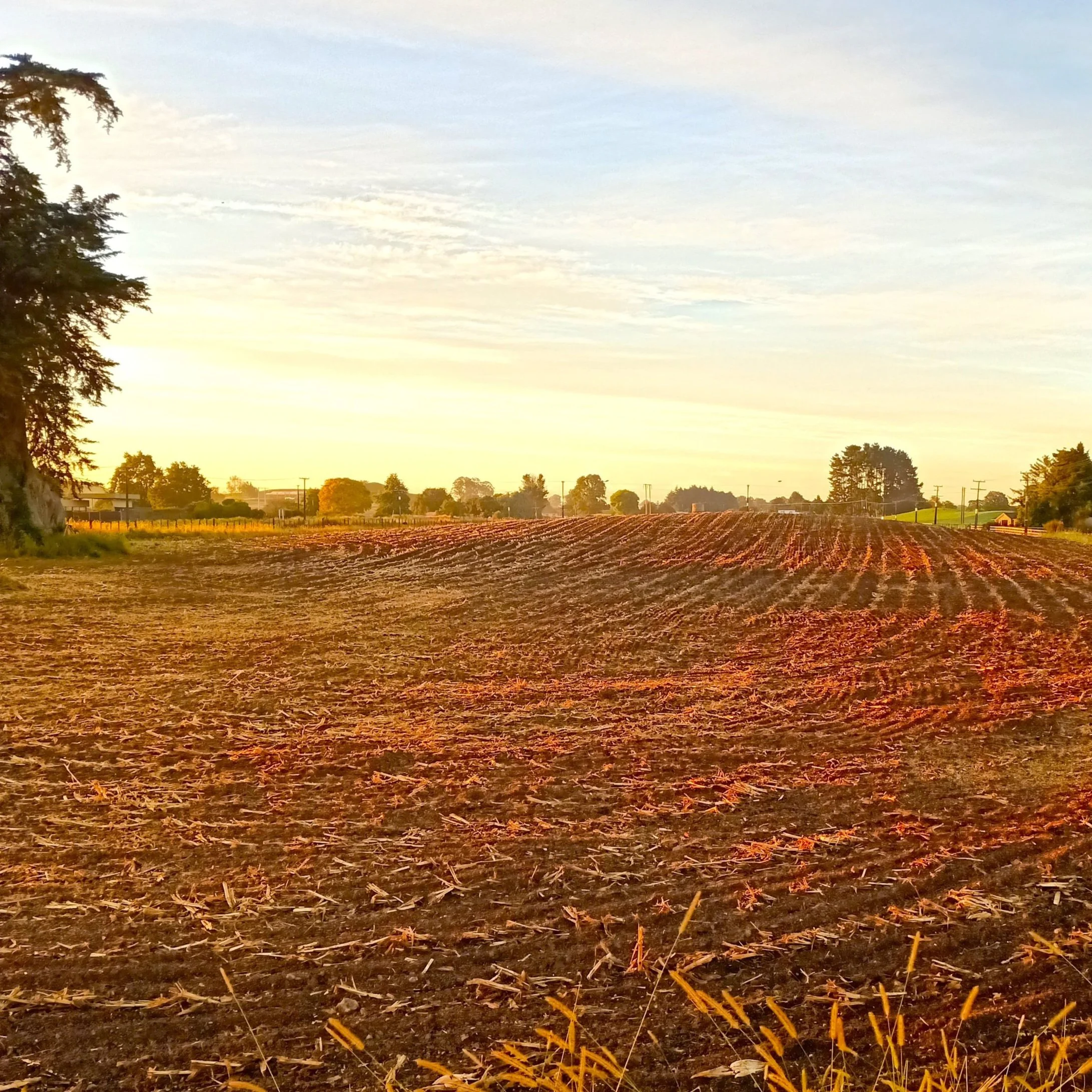The amazing maize — Wendy Jane Farrow