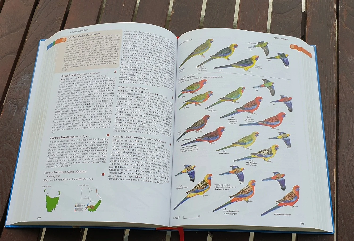 The Australian Bird Guide - a Review — of Travels and Trails