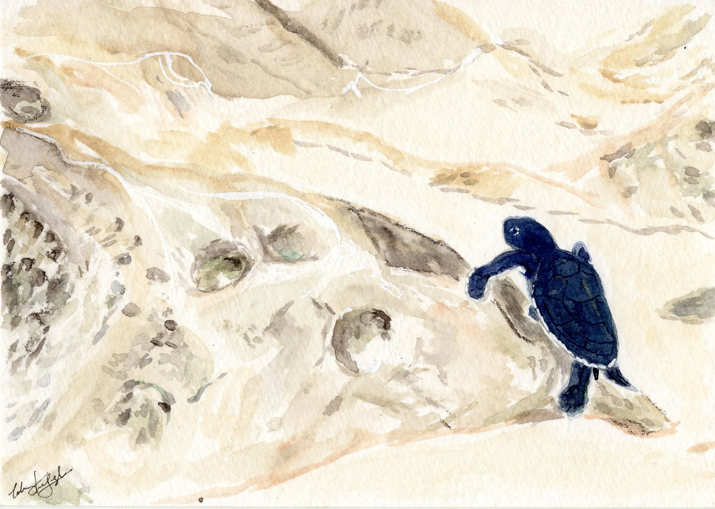 Reptile illustrations — of Travels and Trails