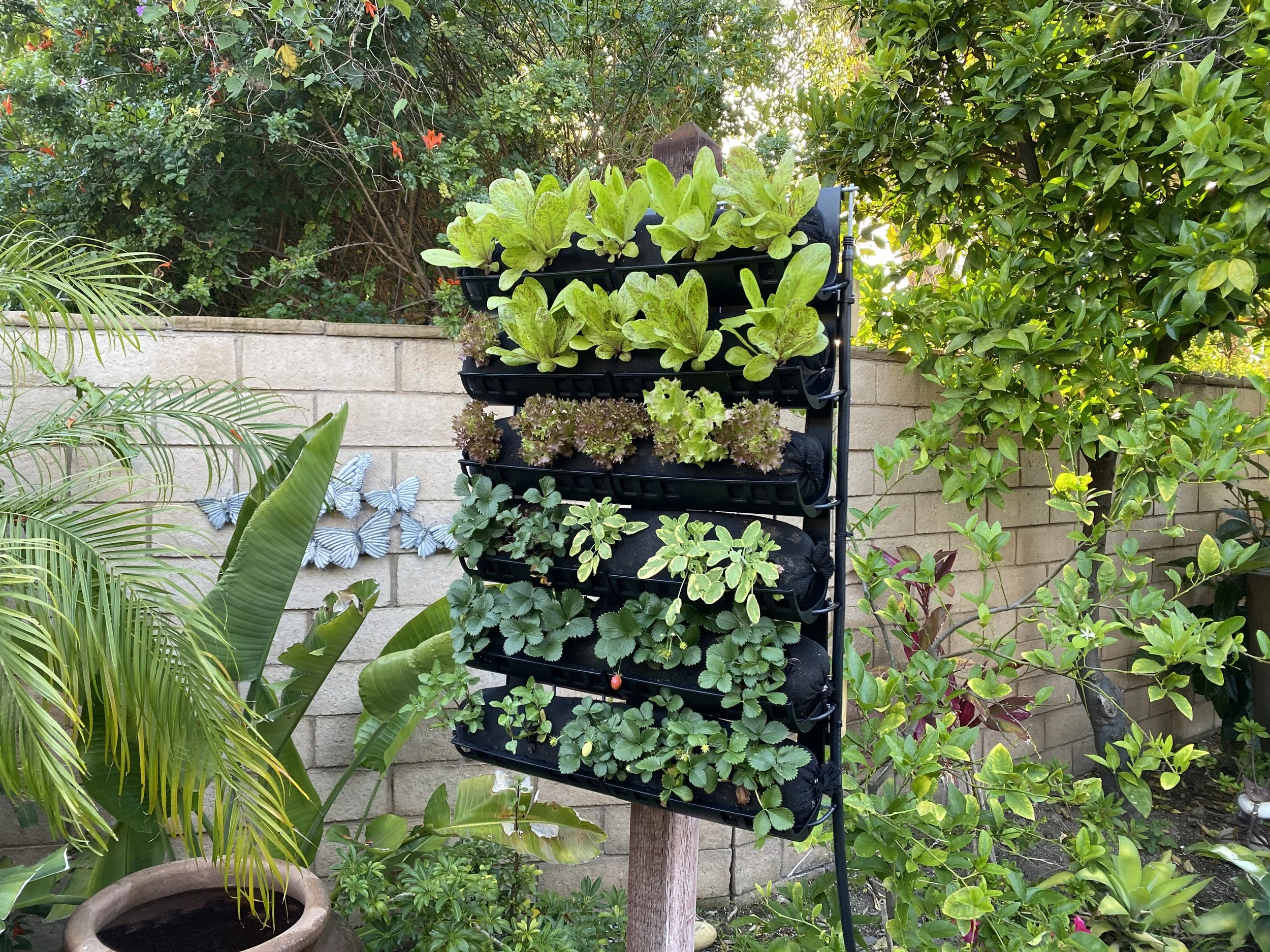 Elevation Vertical Gardens and Living Walls, to grow edible and ...
