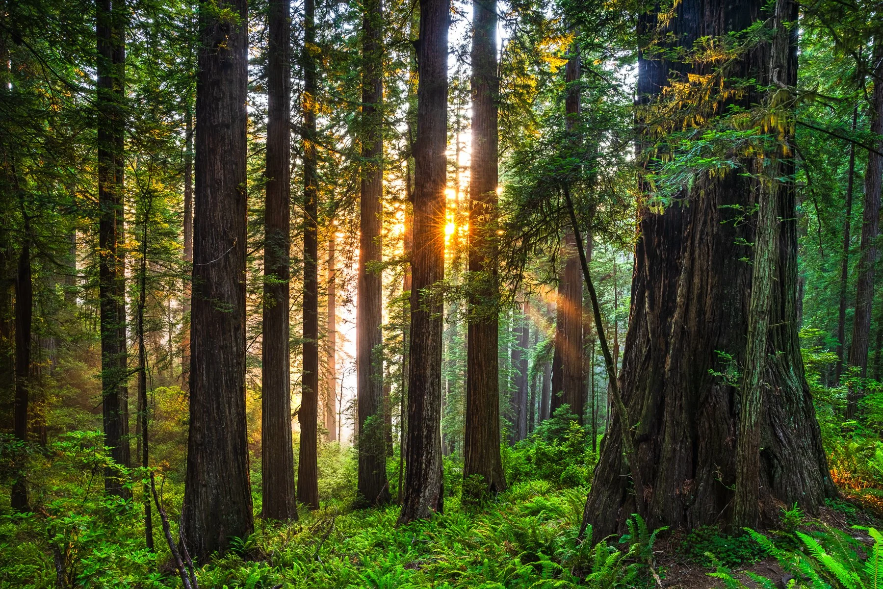 Blake DeBock Fine Art