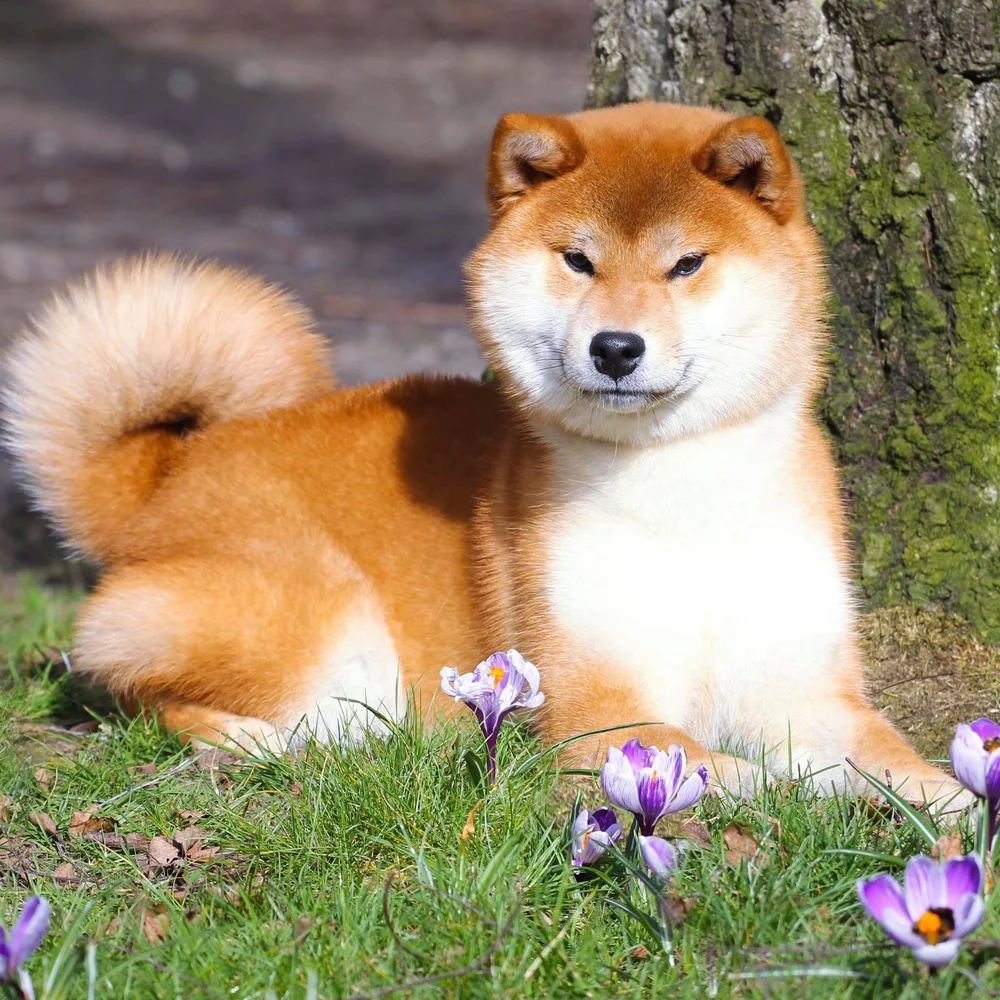 The Japanese Shiba Inu Club Of Great Britain
