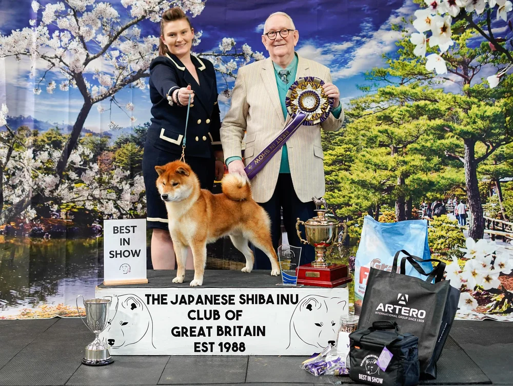 The Japanese Shiba Inu Club Of Great Britain