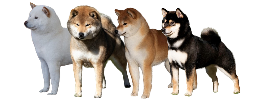Finding Your Shiba — The Japanese Shiba Inu Club Of Great Britain