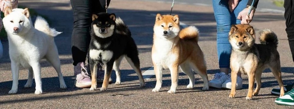 About Shibas — The Japanese Shiba Inu Club Of Great Britain