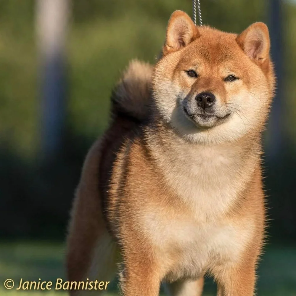 Are Shibas Good With Other Dogs