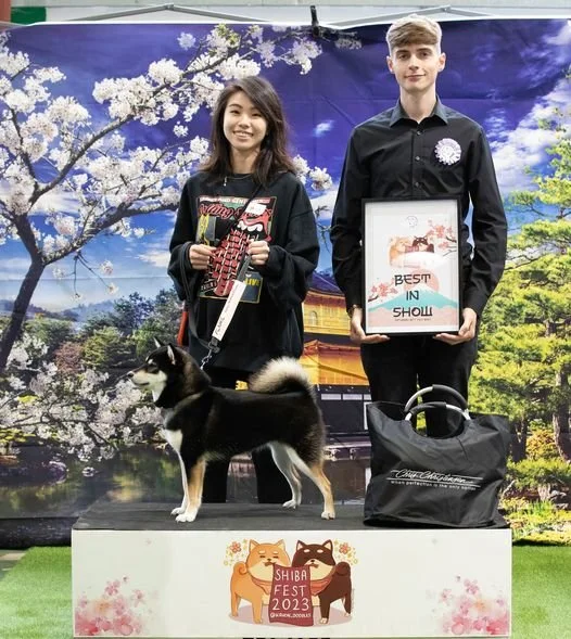 Shiba Fest — The Japanese Shiba Inu Club Of Great Britain