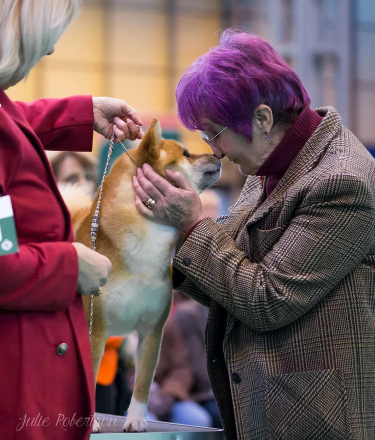 The Japanese Shiba Inu Club Of Great Britain
