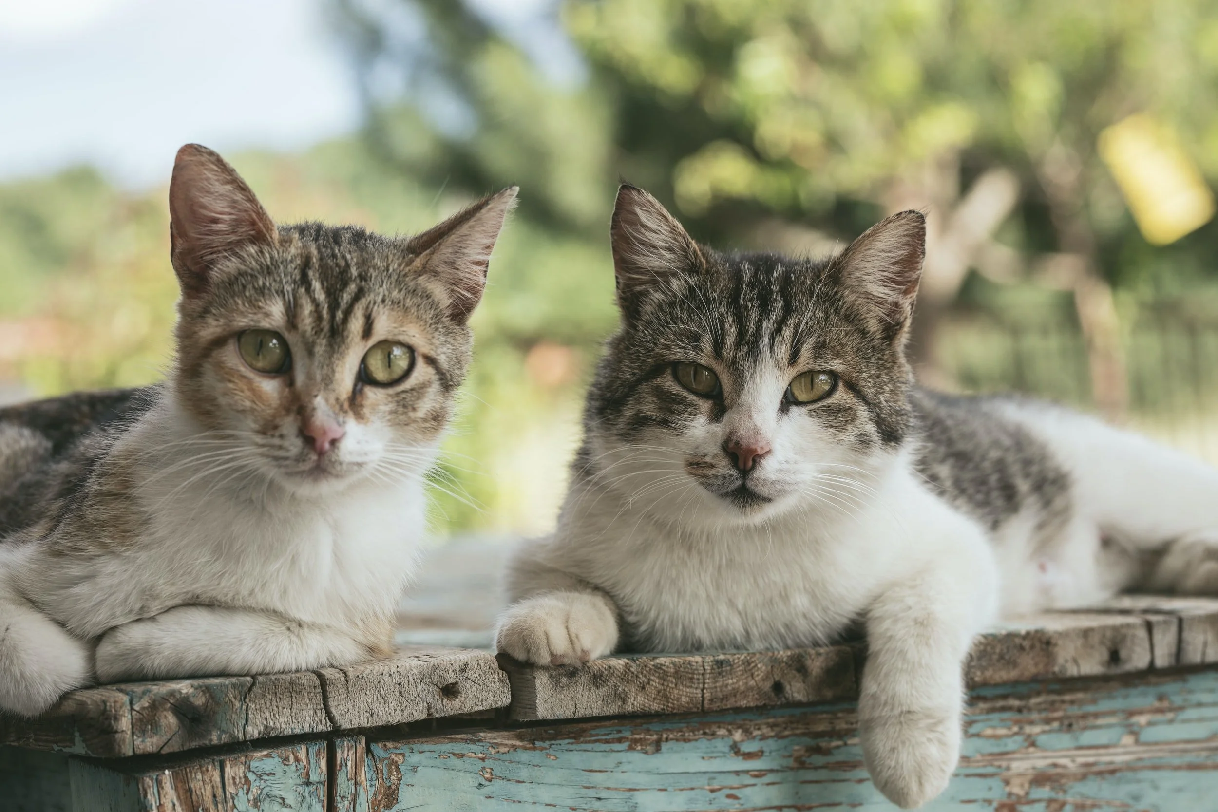 Feline Fix