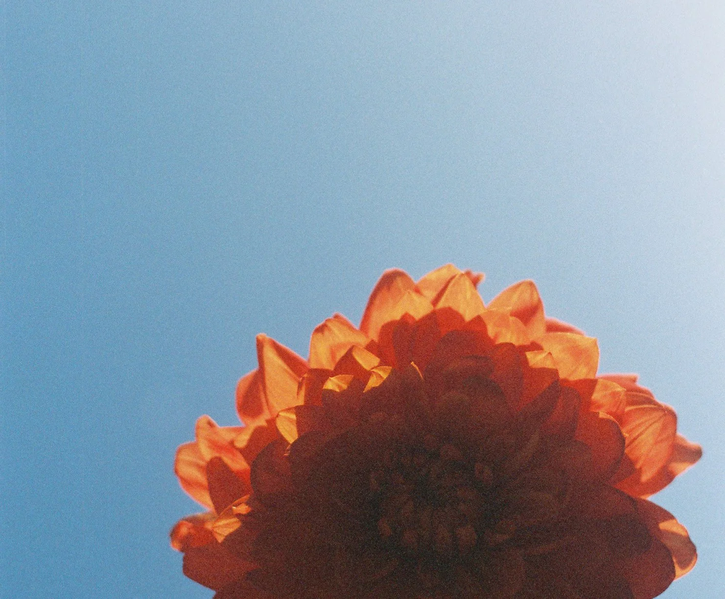 Madison Buchanan, MD