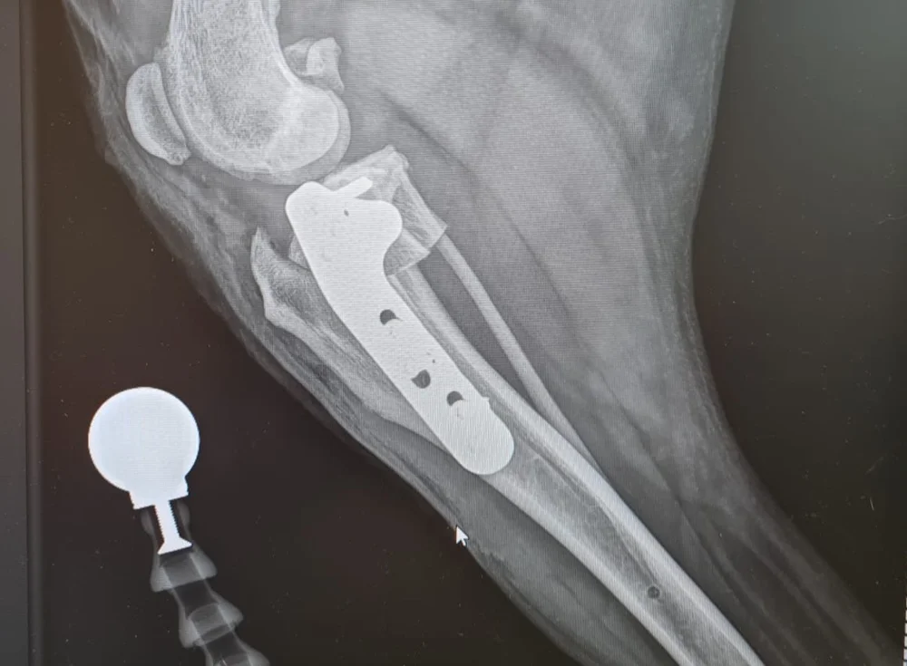 TPLO Tibial Plateau Leveling Osteotomy Surgery