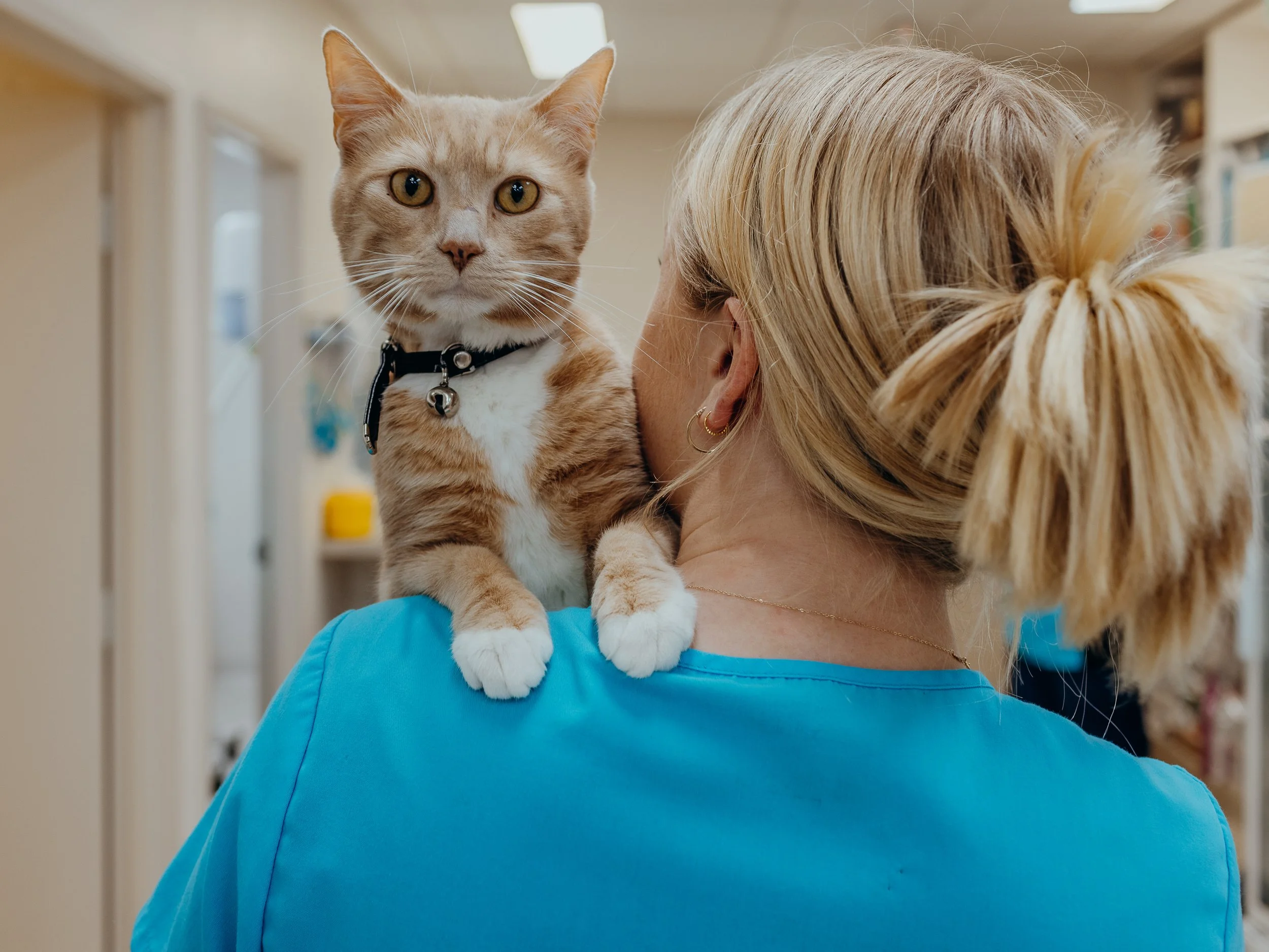 Welcome to Challenger Vet Hospital
