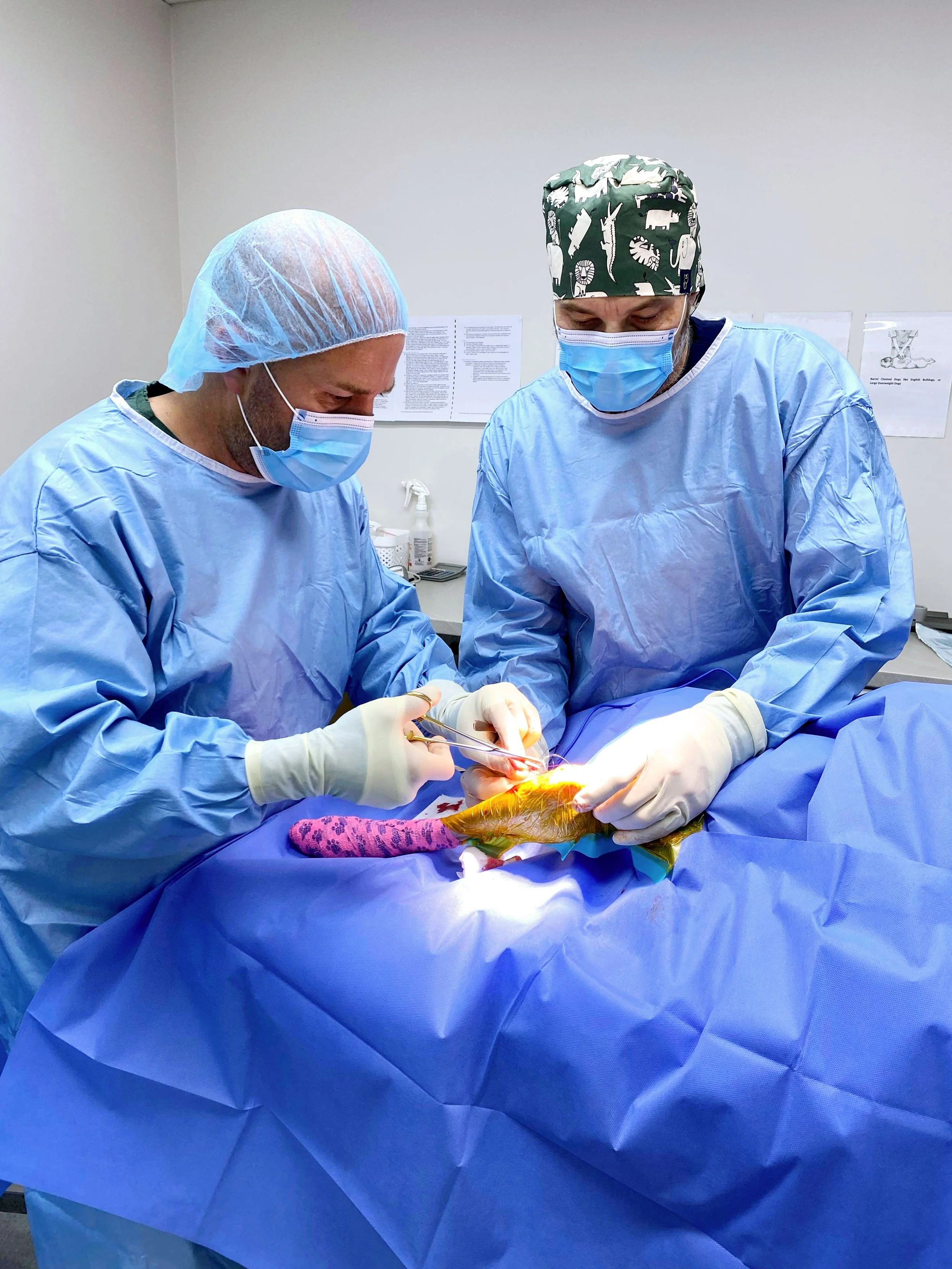 TPLO Tibial Plateau Leveling Osteotomy Surgery