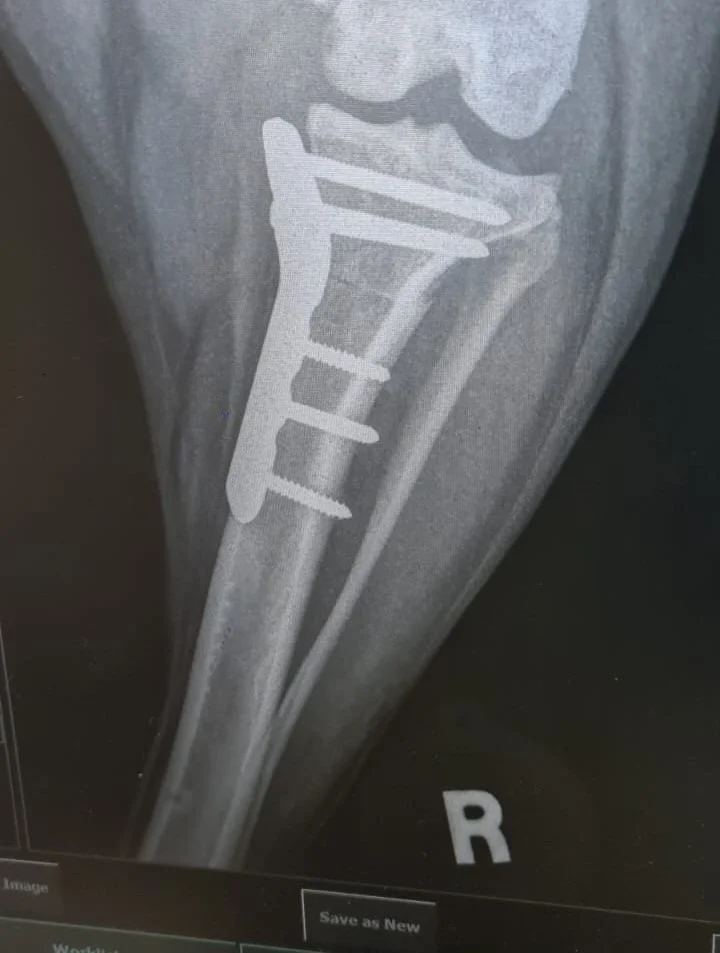 TPLO Tibial Plateau Leveling Osteotomy Surgery