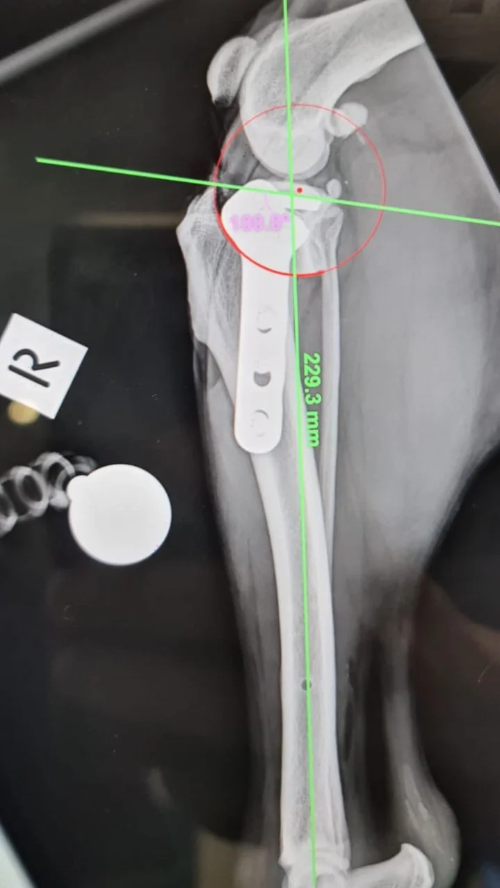 TPLO Tibial Plateau Leveling Osteotomy Surgery