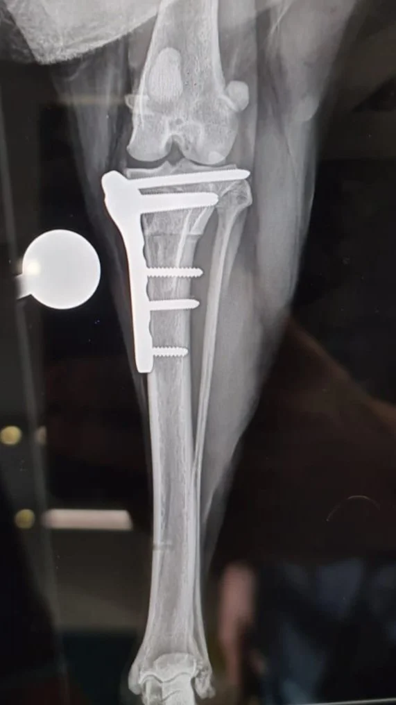 TPLO Tibial Plateau Leveling Osteotomy Surgery