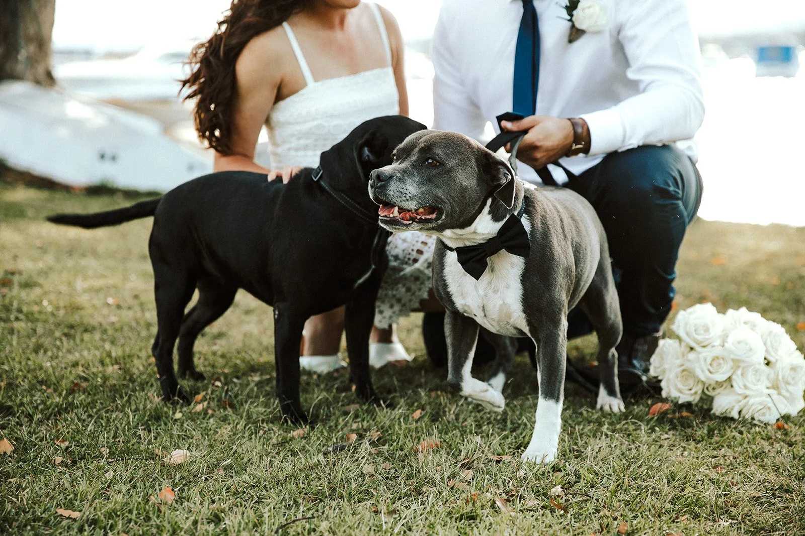Dogs at Weddings: Tips for Including Your Furry Friends — Amanda Downie ...