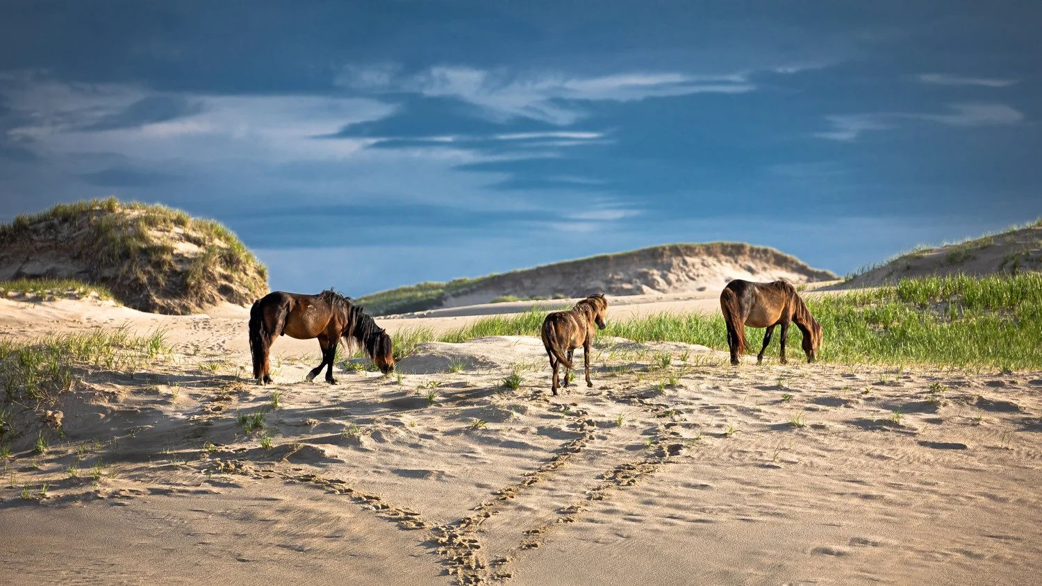 Wild Horses of Sable Island, Nova Scotia, Canada — Equine & Western ...