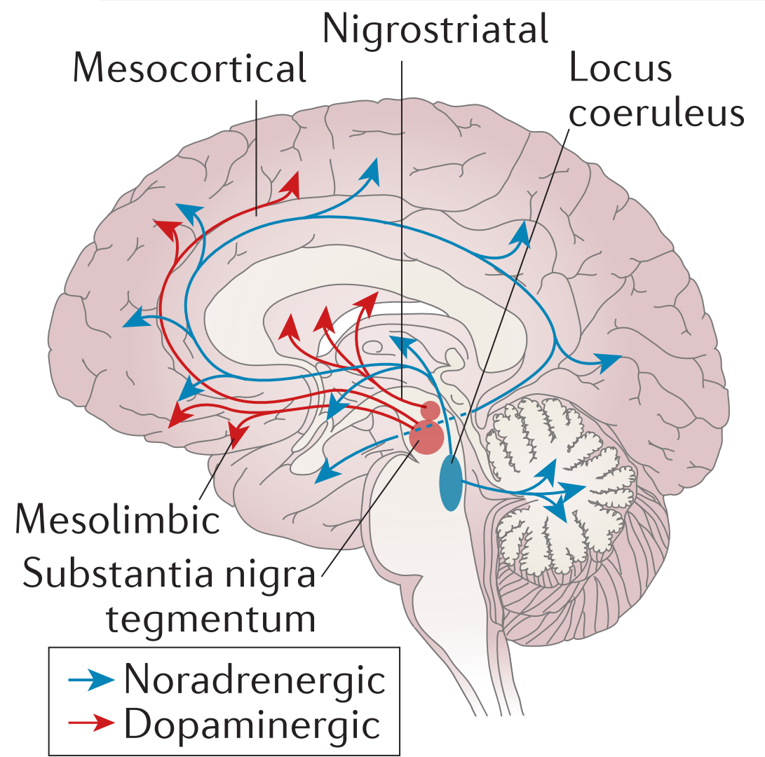 ADHD Treatment Near Me | Neurodevelopmental Disorders Specialist in ...