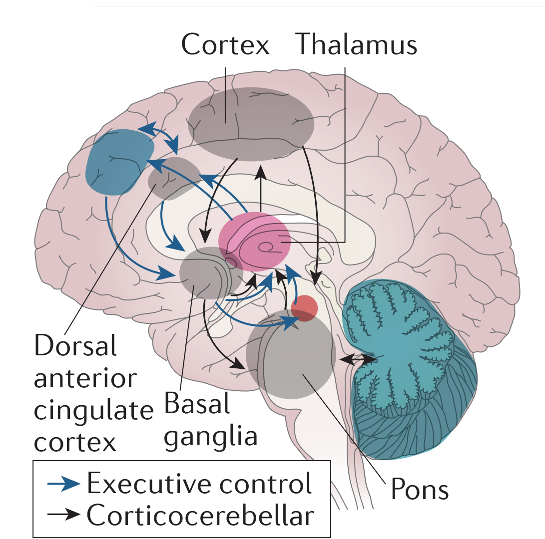ADHD Treatment Near Me | Neurodevelopmental Disorders Specialist in ...