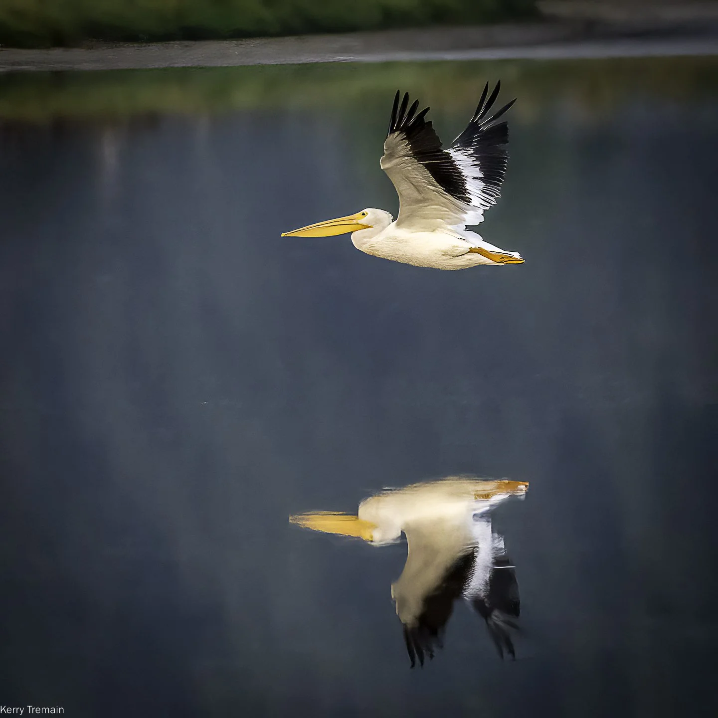 Bird of the Week—American White Pelican — Kerry Tremain Photography