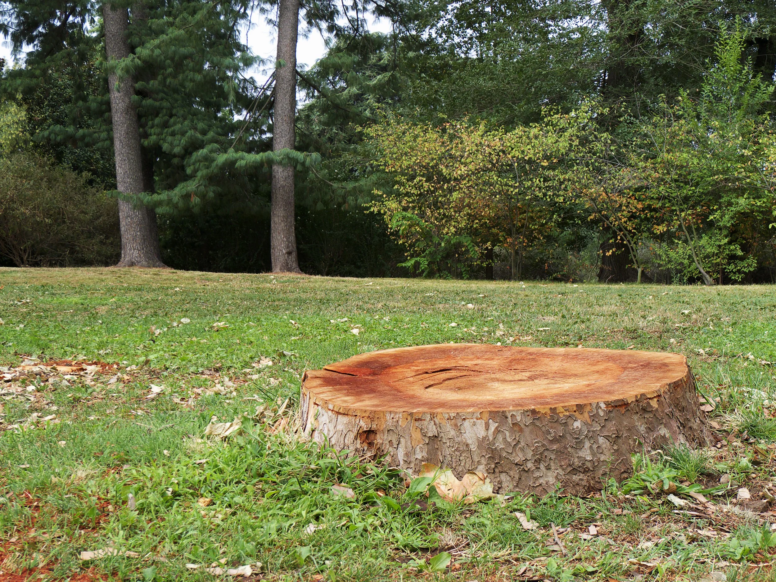 Tree & Stump Removal Services | Northern Indiana & Southern Michigan ...