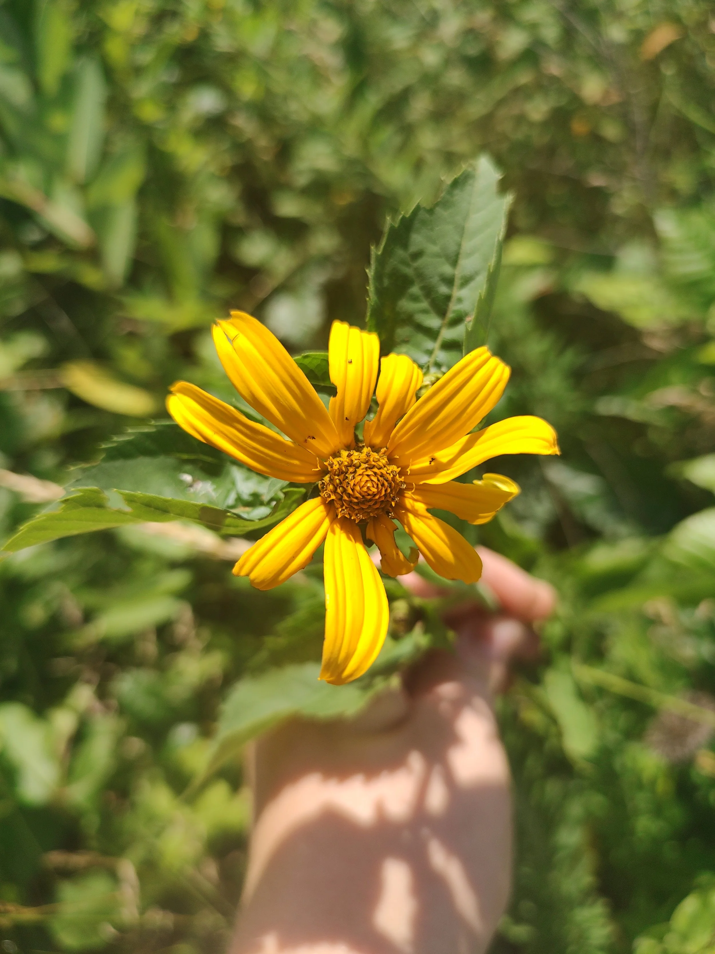 Oxeye Sunflower — Sustainability Matters