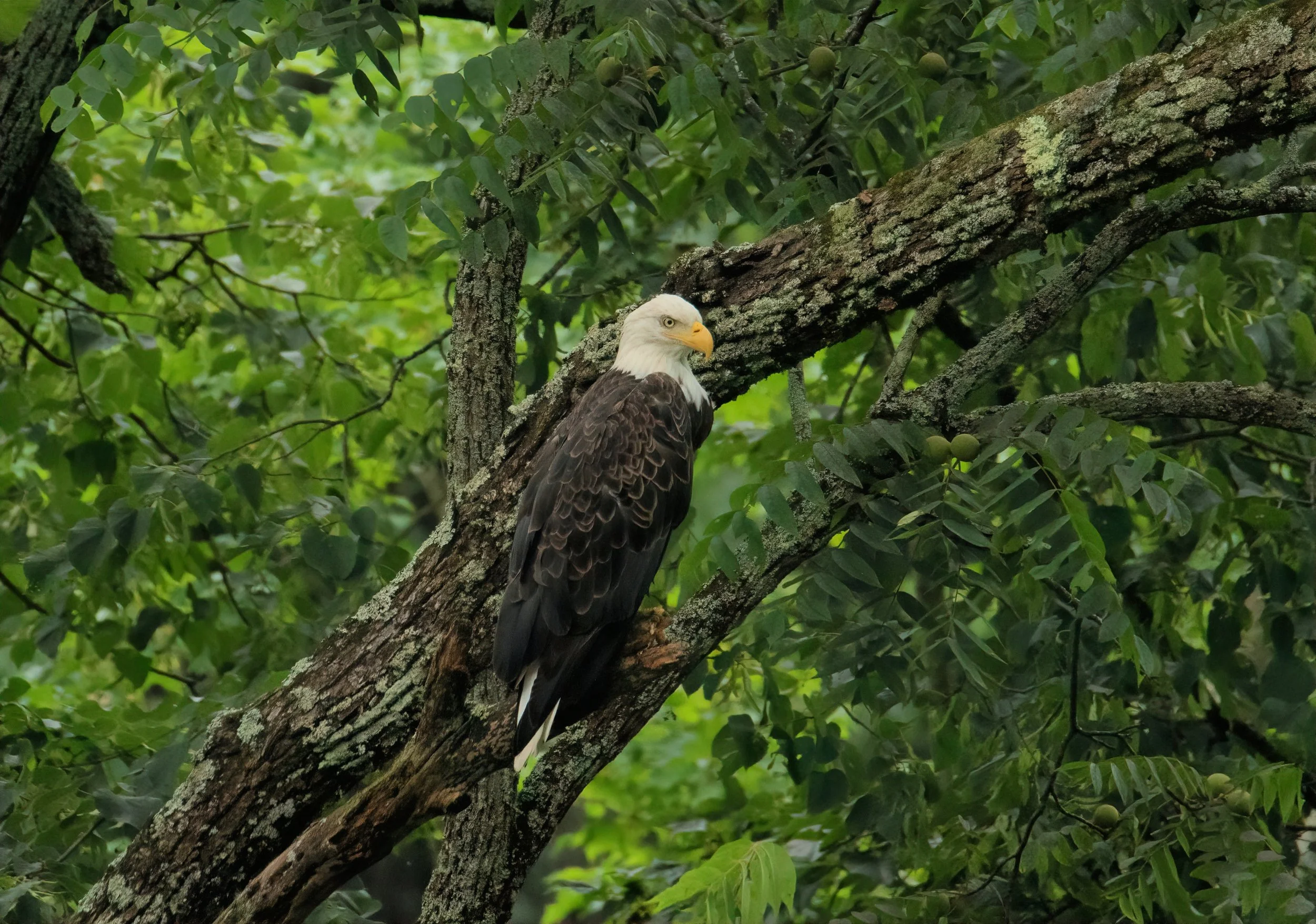 Tree Eagle — Peaceful Pandemonium Photography