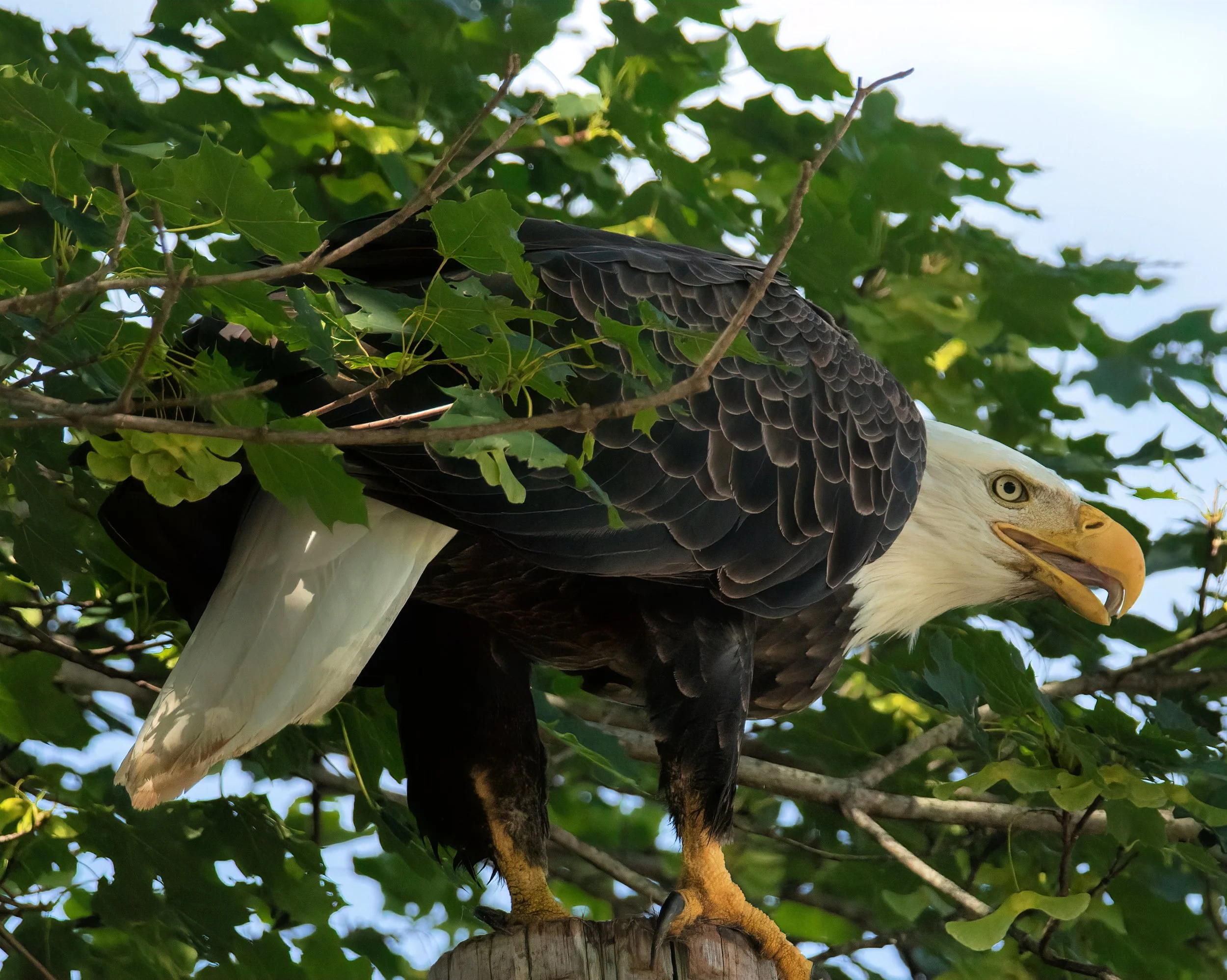 Birds of Prey — Peaceful Pandemonium Photography