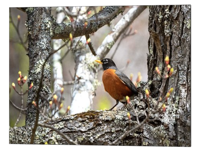 Classic Robin Pose — PhotoPiks.net