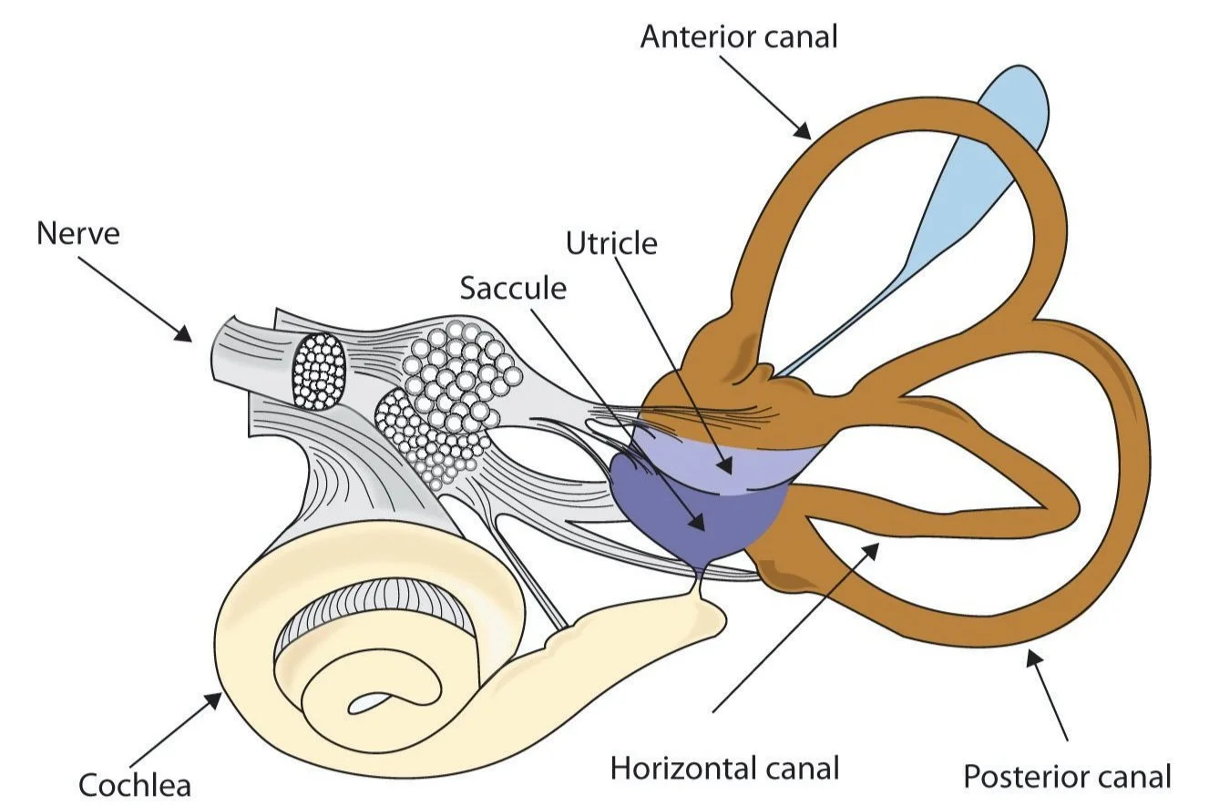 The Vestibular System: Tiny But Mighty — LevelUp Neuro Performance