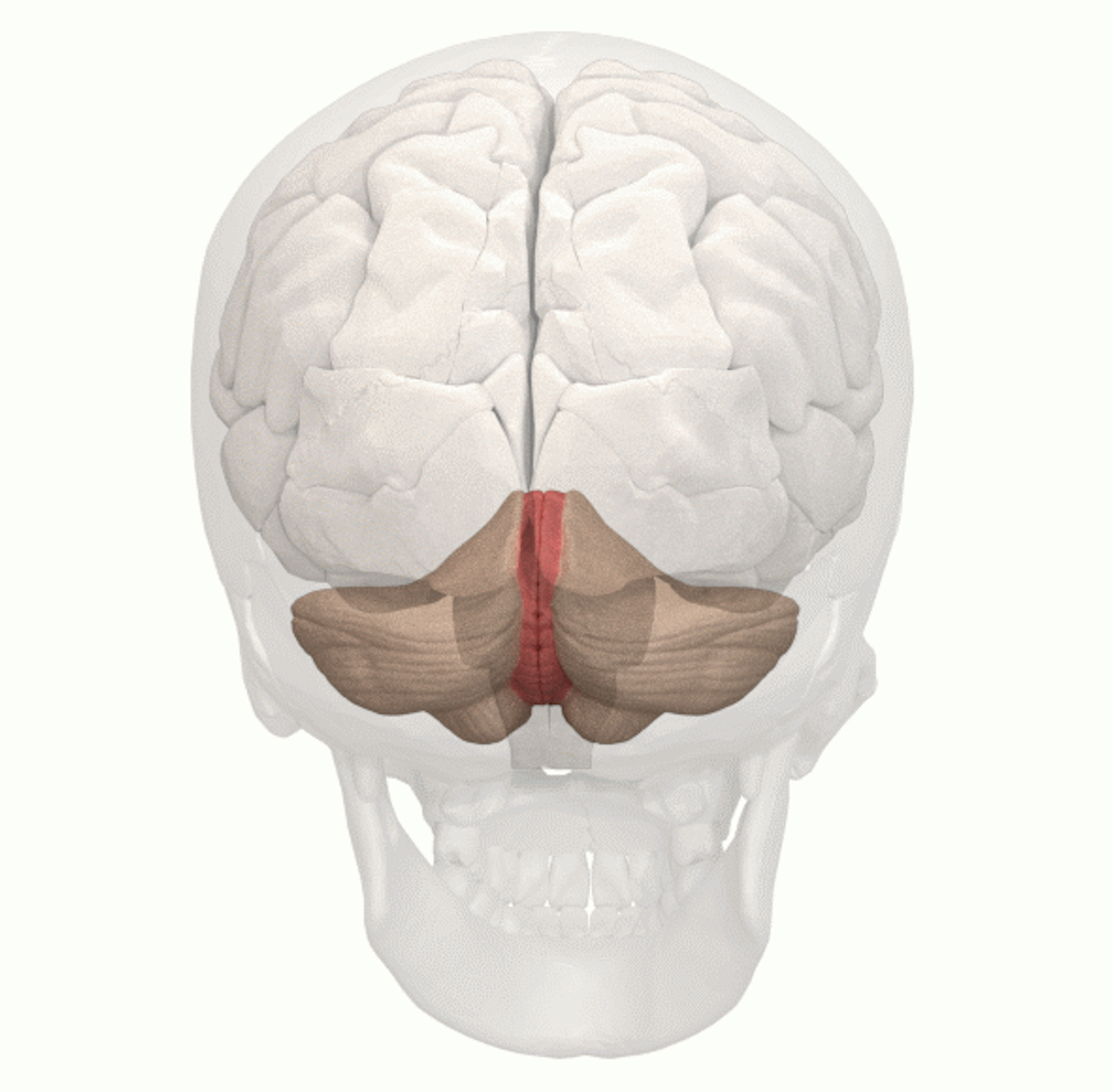 How to Fix a Stiff Back with Your Eyes — LevelUp Neuro Performance